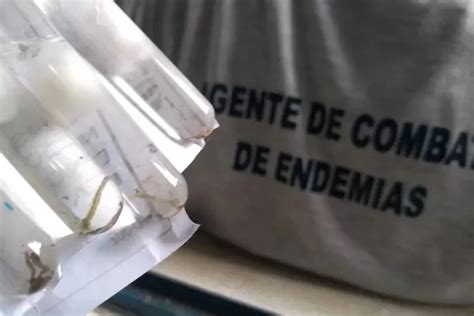Município de Brumado confirma primeira morte por dengue em 2024 Achei