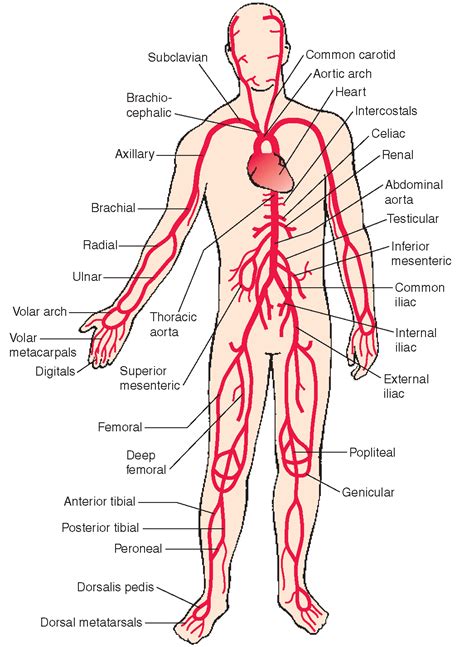 The Cardiovascular System Structure And Function Nursing Part 2