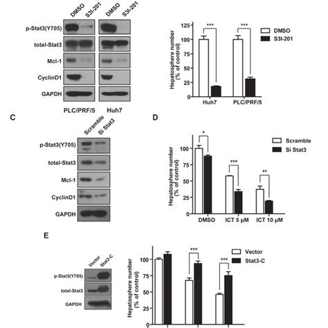 Icaritin Treatment Downregulates Il 6rs Expression And Il 6 Signaling