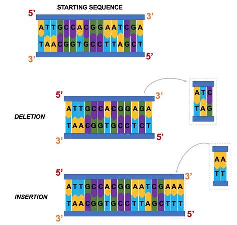 Types Of Dna Mutations Wize University Biology Textbook Wizeprep