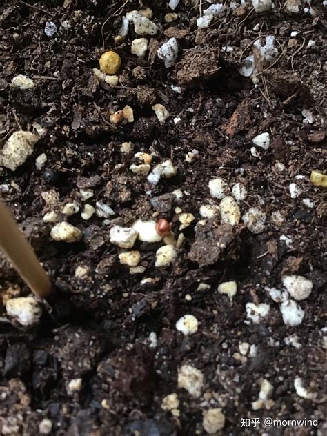 百岁兰播种方法 知乎