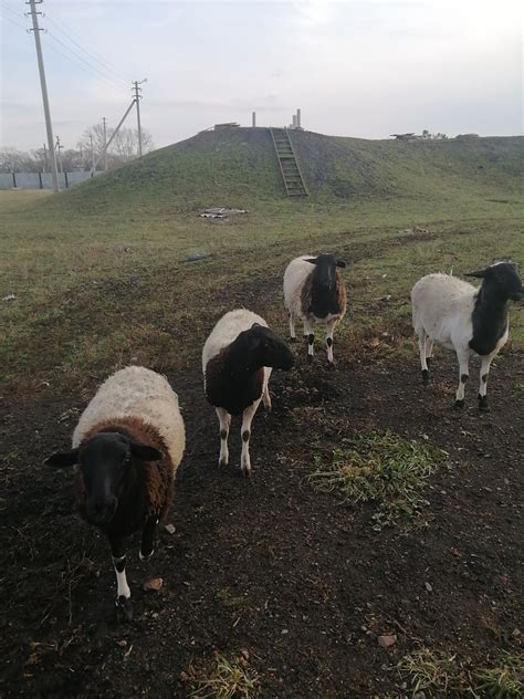 Дорпер ярки молодые 600 000 тг Бараны и овцы Жамбыл на Olx