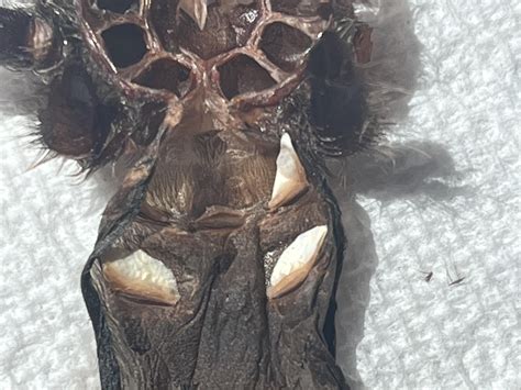 4in Gpulchra Fresh Molt What Is The Sex Rtarantulas