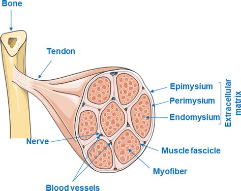 Schematic Diagram Showing Arrangement Of Extracellular Matrix Ecm In