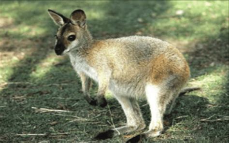 Yang Termasuk Fauna Indonesia Tipe Peralihan Adala