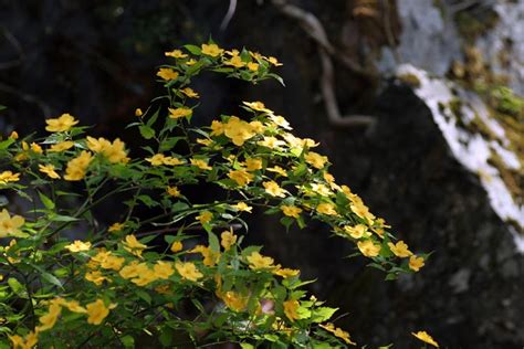 実の生る山吹 太目の細井きまぐれ日記 楽天ブログ
