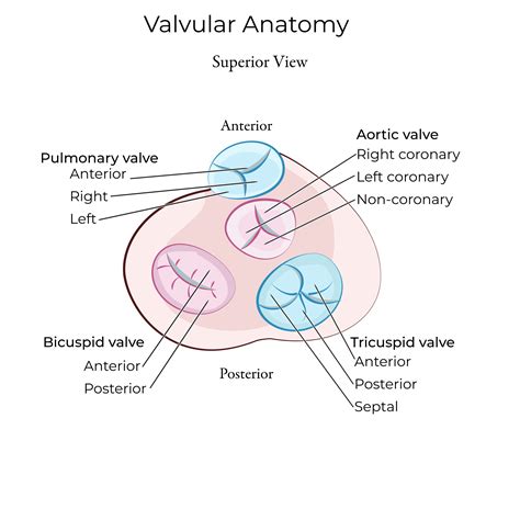 Gross Anatomy Glossary Heart Valves Ditki Medical And Biological Sciences