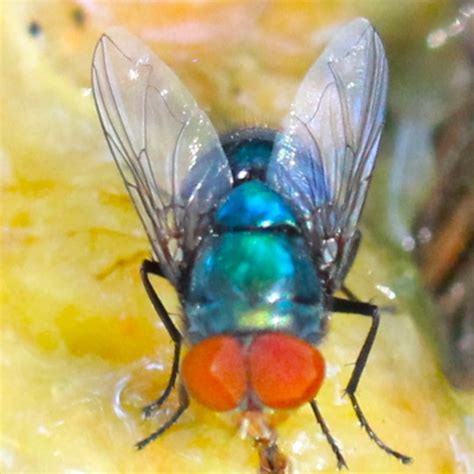 Blue Green Iridescent Fly Anterior Dorsal Bugguide