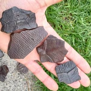 Four JUMBO Fossilized Turtle Shell Sections Florida Fossil Pleistocene Ice Age Etsy