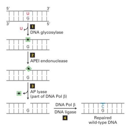 Lecture 9 Dna Repair Mutagenesis And Human Disease Flashcards Quizlet