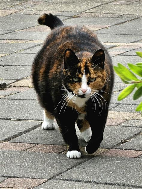 Big Fat Hairy Pussy Rgalaxys23ultra