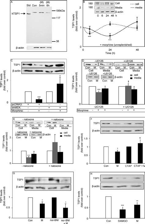 Morphine Induced Tsp1 Protein Down Regulation Is Attenuated By