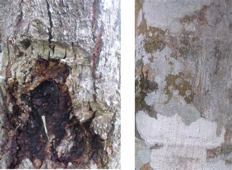 Image Texture Recognition C Stack Overflow