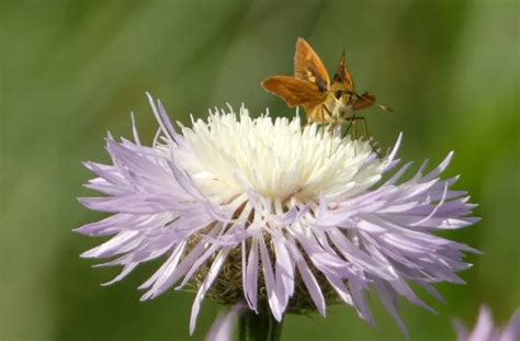 Native Pollinator Habitat Grant Program Native Plant Society Of Texas