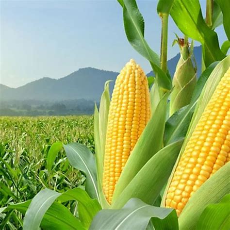 Jagung Pt Kamil Maju Persada