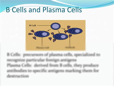 Solution Immunology And Immunopathogenesis Of Hiv Infection Copy