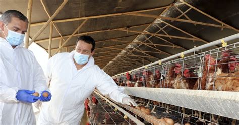 Perú Se Declara Un País Libre De Influenza En Aves De Corral Anunció