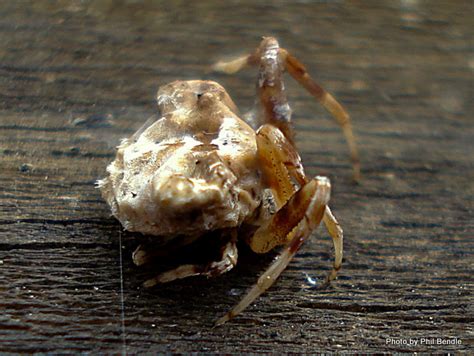 Phil Bendle Collectionbird Dropping Spider Celaenia Olivacea Citscihub
