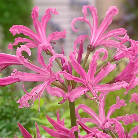 Shop Nerine Bowdenii Favourite 15 J Parkers