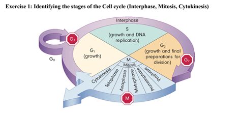 Cell Cycle Interphase Mitosis Prophase Metaphase Anaphase Telophase