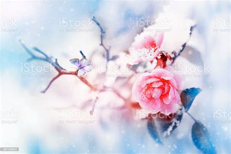 아름 다운 핑크 장미 그리고 나비 눈에는 파란색과 분홍색 바탕에 서 리 눈이 예술적 겨울 자연 이미지입니다 선택적이 고 부드러운
