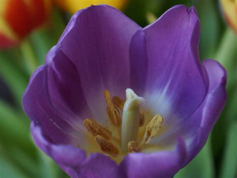 Sony Nex 7 243mp Aps C Compact System Camera • The Register