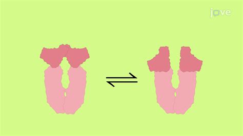 Video Cell Signaling In Plants
