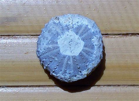 Fossils Of Arkansas