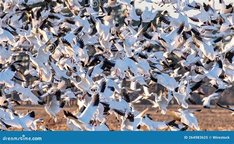 Beautiful Shot Of A Group Of Birds Migrating With The Sun Shining On