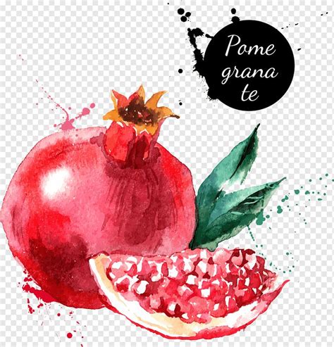 Нарисованный акварелью гранат Png Watercolor Fruit Fruit