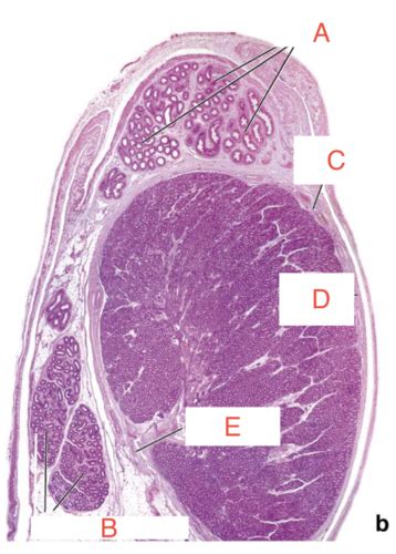 Histology Male Reproductive System Flashcards Quizlet