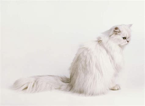 无人坐横图室内白天白色背景宠物猫阴影光线影子灯光波斯猫注视一只背面动物观察看可爱摄影影棚观看察看