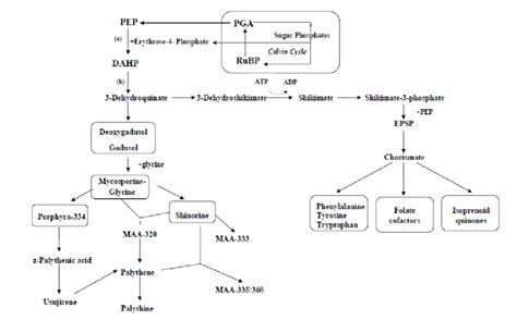 Schematic Of The Shikimate Pathway Depicting Intermediates And Major Download Scientific
