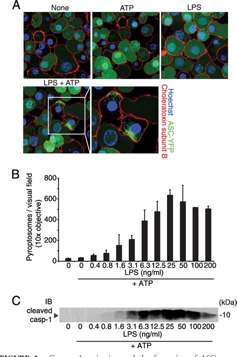 Proteolytic Processing Semantic Scholar