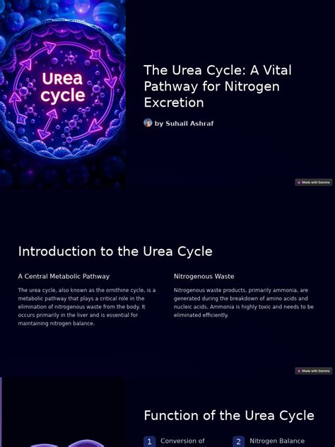 The Urea Cycle A Vital Pathway For Nitrogen Excretion Pdf Urea