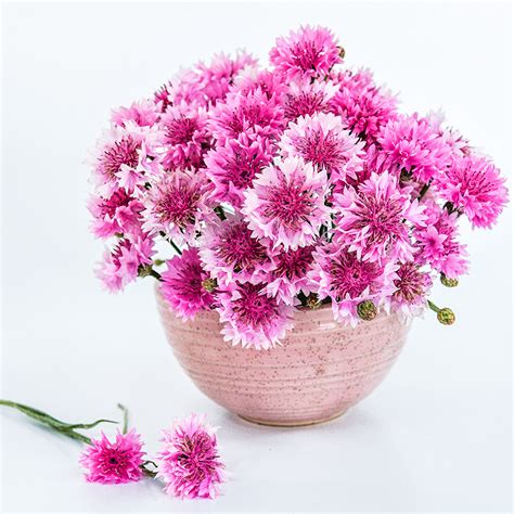 Pinkie Bachelors Button Seeds Rareseeds