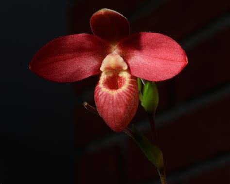 Phrag ‘jason Fischer R Orchids