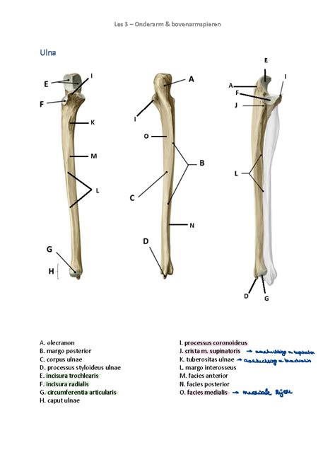 Les 3 Bovenarmspieren Ulna A Olecranon I Processus