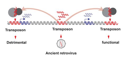 So Called Junk Dna Plays Critical Role In Mammalian Development Berkeley