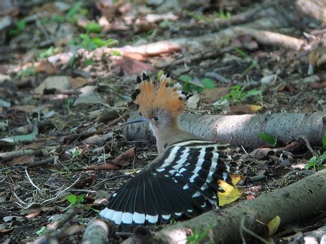 野鳥観察日記 年 月