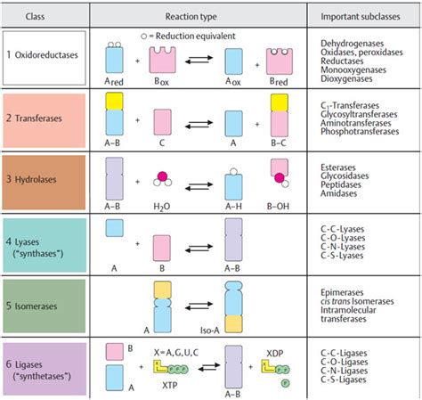 Diagram Of Course I Biochemistry Chapter 4 Enzyme Classification ╯°Д°）╯︵ Quizlet