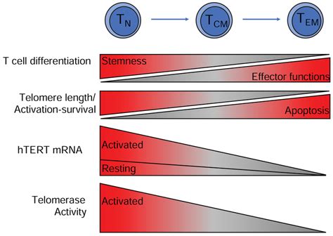 Expression And Regulation Of Telomerase In Human T Cell Differentiation Activation Aging And