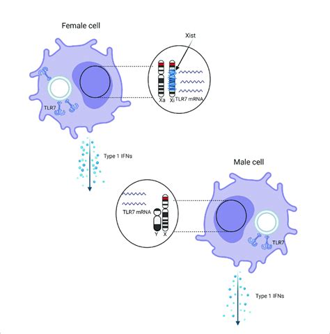 Schematic Representation Of The Effect Of Sex And X Chromosome