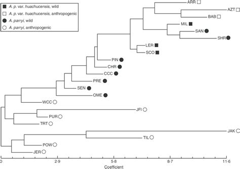 Neighbour Joining Phenogram Based On Morphological Traits And Euclidian Download Scientific