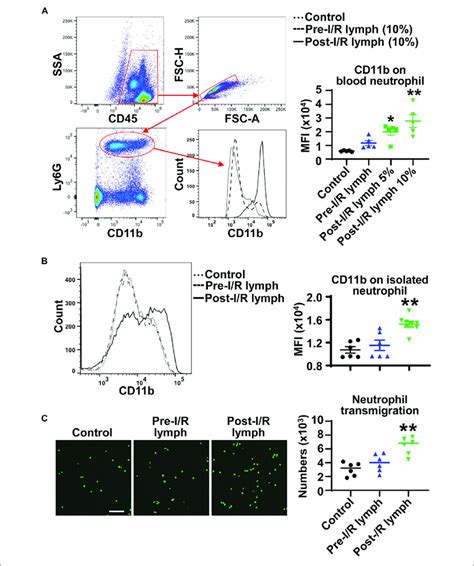 Post I R Lymph Upregulates Neutrophil Surface Cd11b Expression And