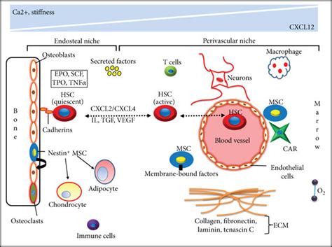 Schematic Diagram Illustrating The Hsc Niche The Hsc Niche Consists Of