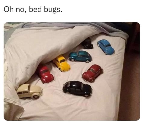 Need Confirmation Are These Them R Bedbugs