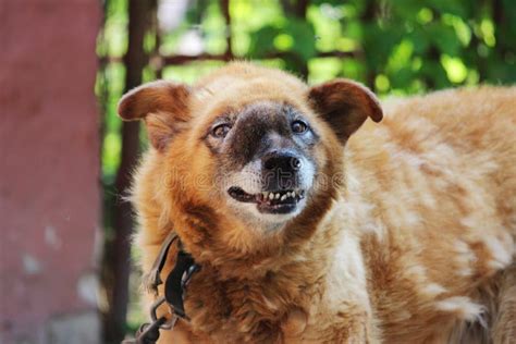 Cão Vermelho Chain Velho Com Um Tumor Inoperável Maligno Na Cara Na