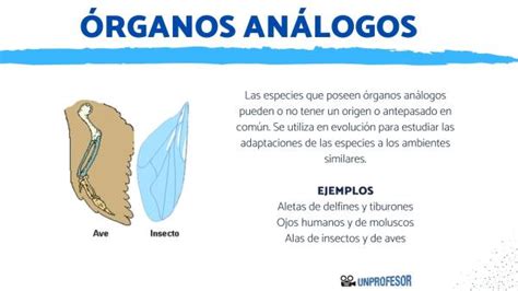 Órganos ANÁLOGOS Características y ejemplos