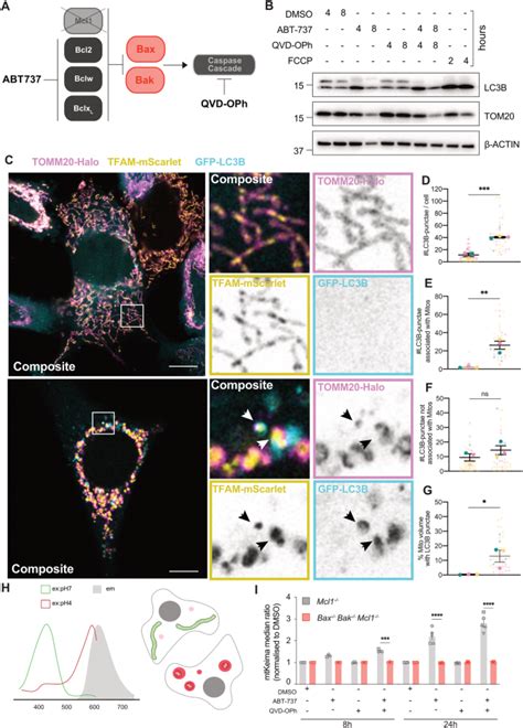 线粒体内膜的暴露引发细胞凋亡线粒体自噬 Cell and Differentiation X MOL